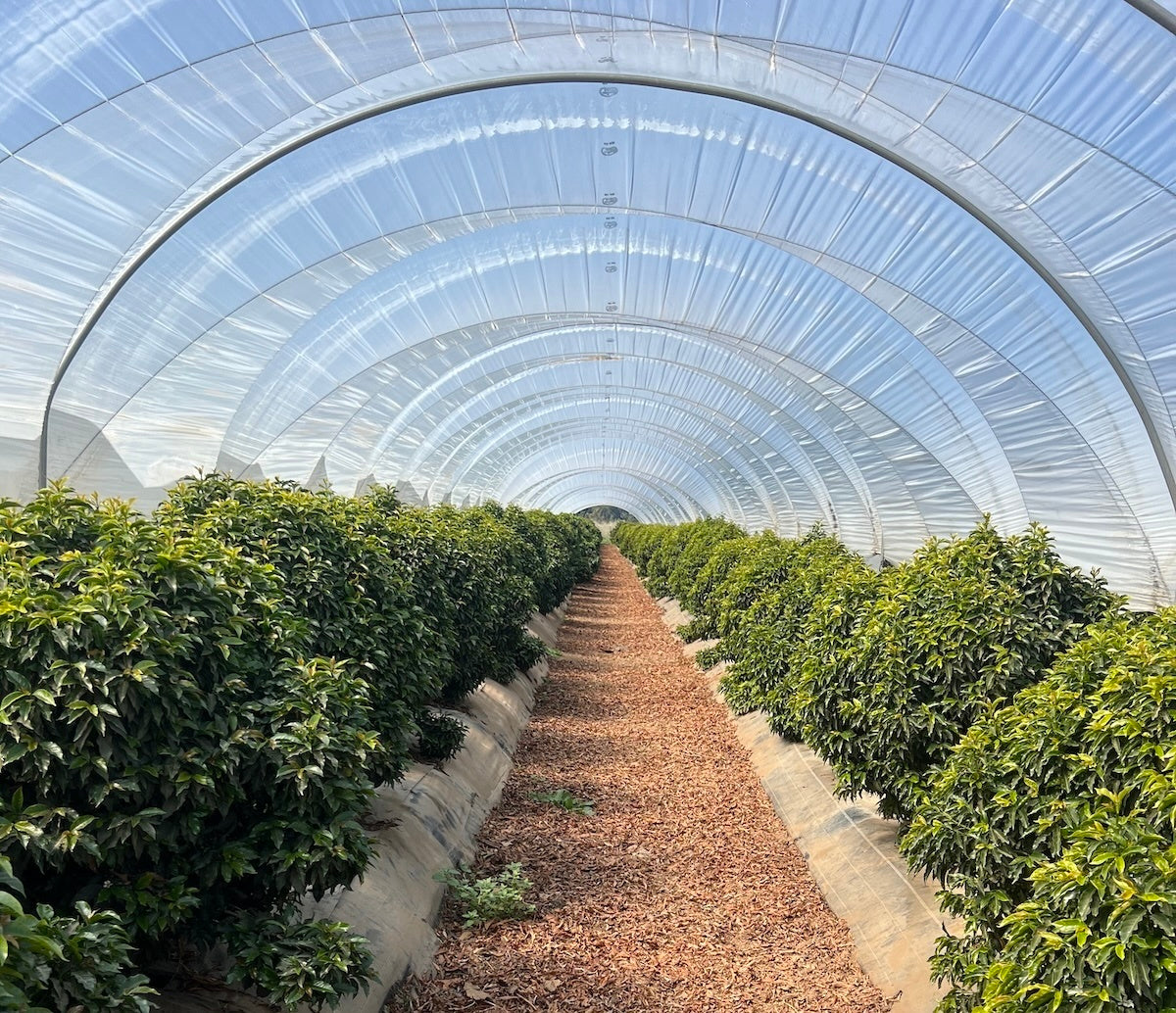 Our Story | The Rise of California-Grown Coffee | FRINJ – FRINJ COFFEE